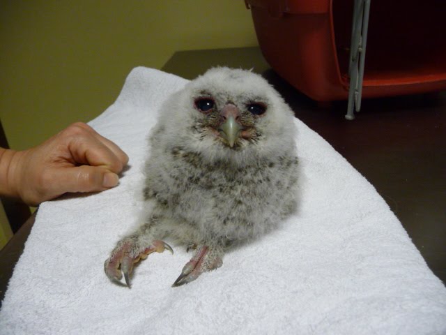 Associação Projecto Animais de Barcelos: Uma coruja bebé em apuros...