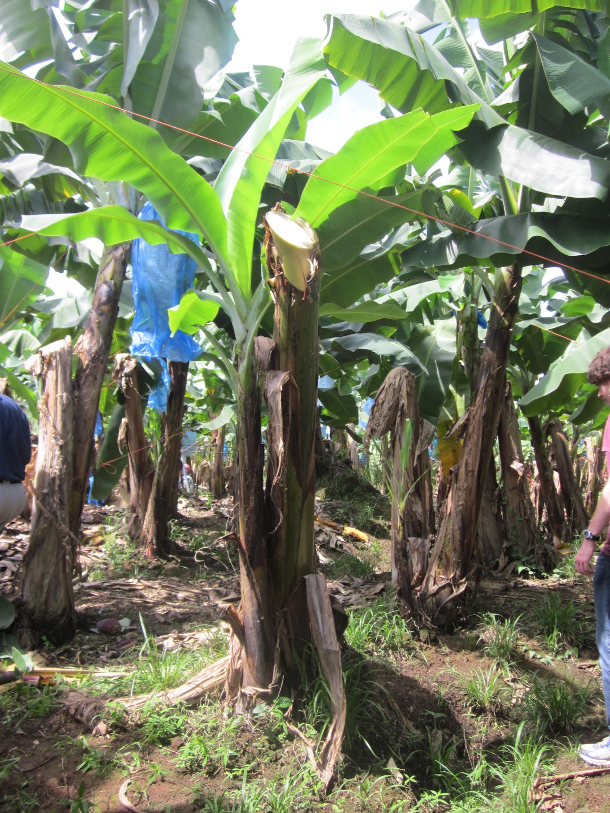 Aventuras en Costa Rica: Bananas