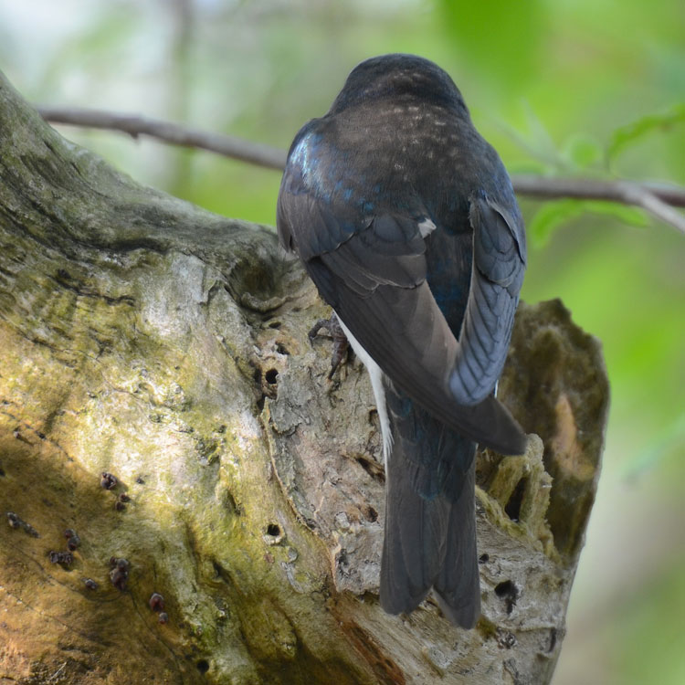 Birding Is Fun!: A yearling female Tree Swallow inspects a nesting ...