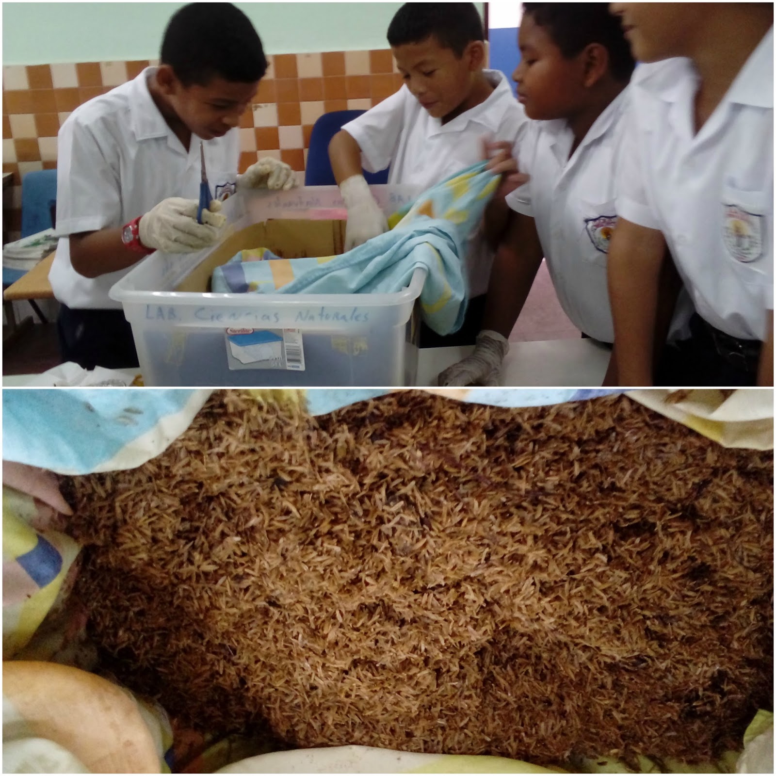 Bitácora Digital Elaboración de Abono Orgánico Método Takakura: FASE 3 ...