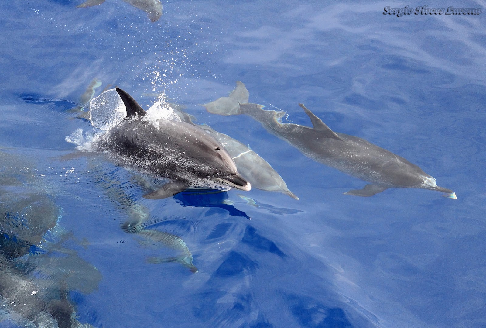 Viajes, Salidas, Naturaleza, (Fotografía).: Delfín Moteado (Stenella ...
