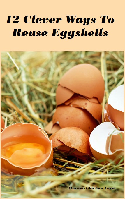 12 Clever ways to reuse eggshells - Murano Chicken Farm