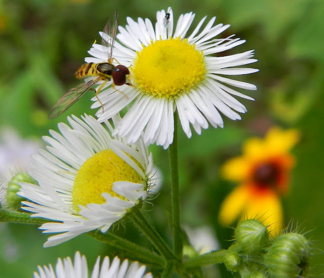 World Peace Wetland Prairie: Diversity of insects using peace-circle ...