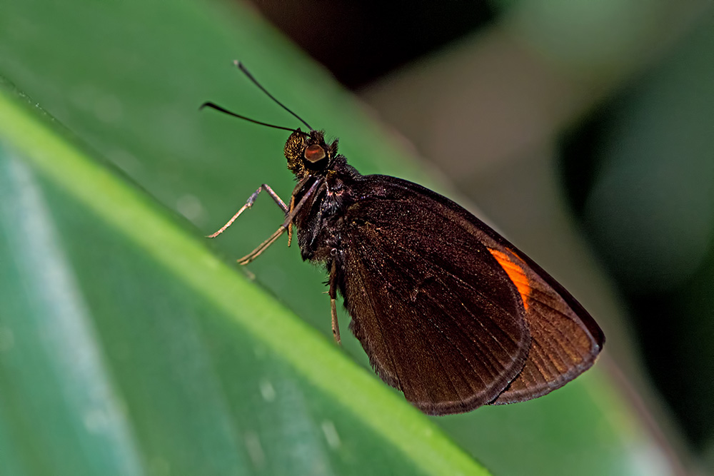 Hesperiidae of Thailand Checklist | BugsAlive