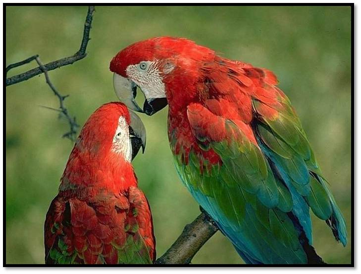 Oceanía: "Cinco Continentes En Uno": Fauna De Oceanía