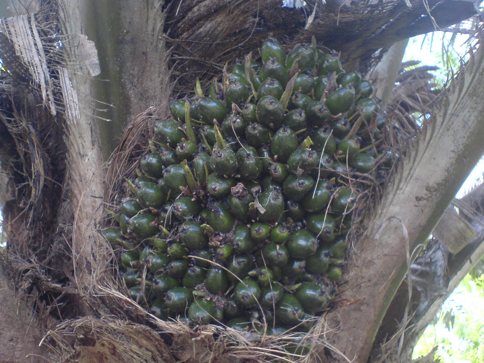 Buah Kelapa Sawit ~ Industri Sawit