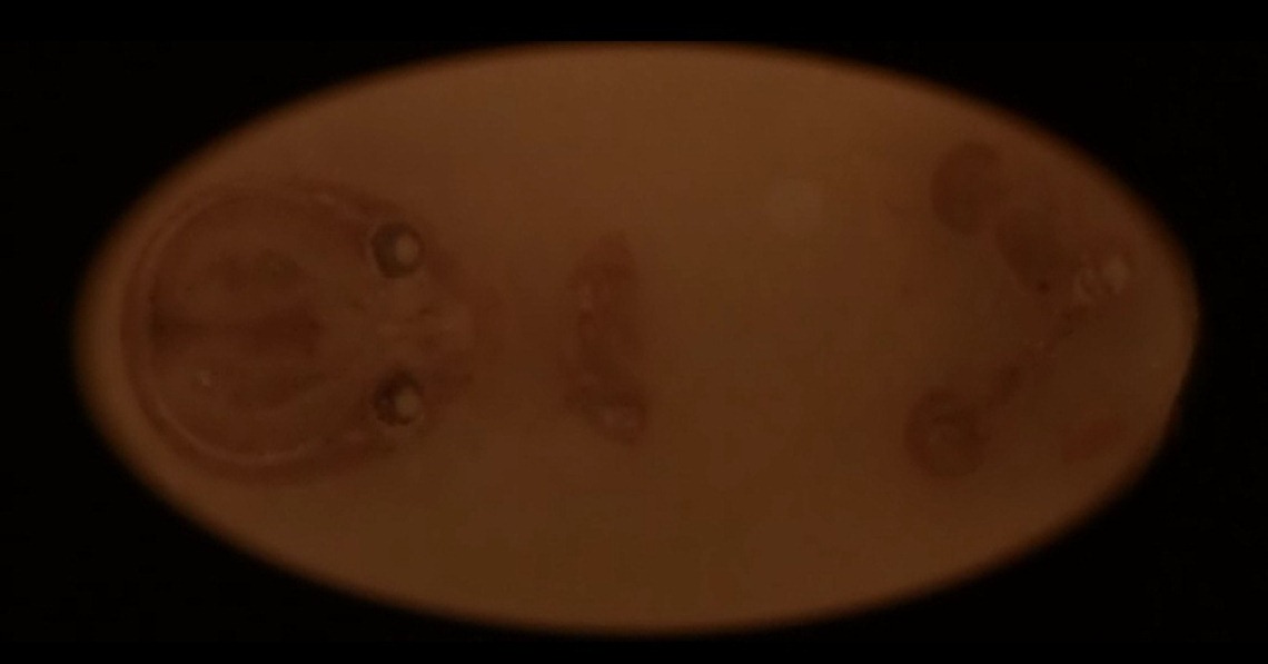 A Field Guide To Doomsday: Spawn Of Devastation Drive-In — 'Demon Seed ...