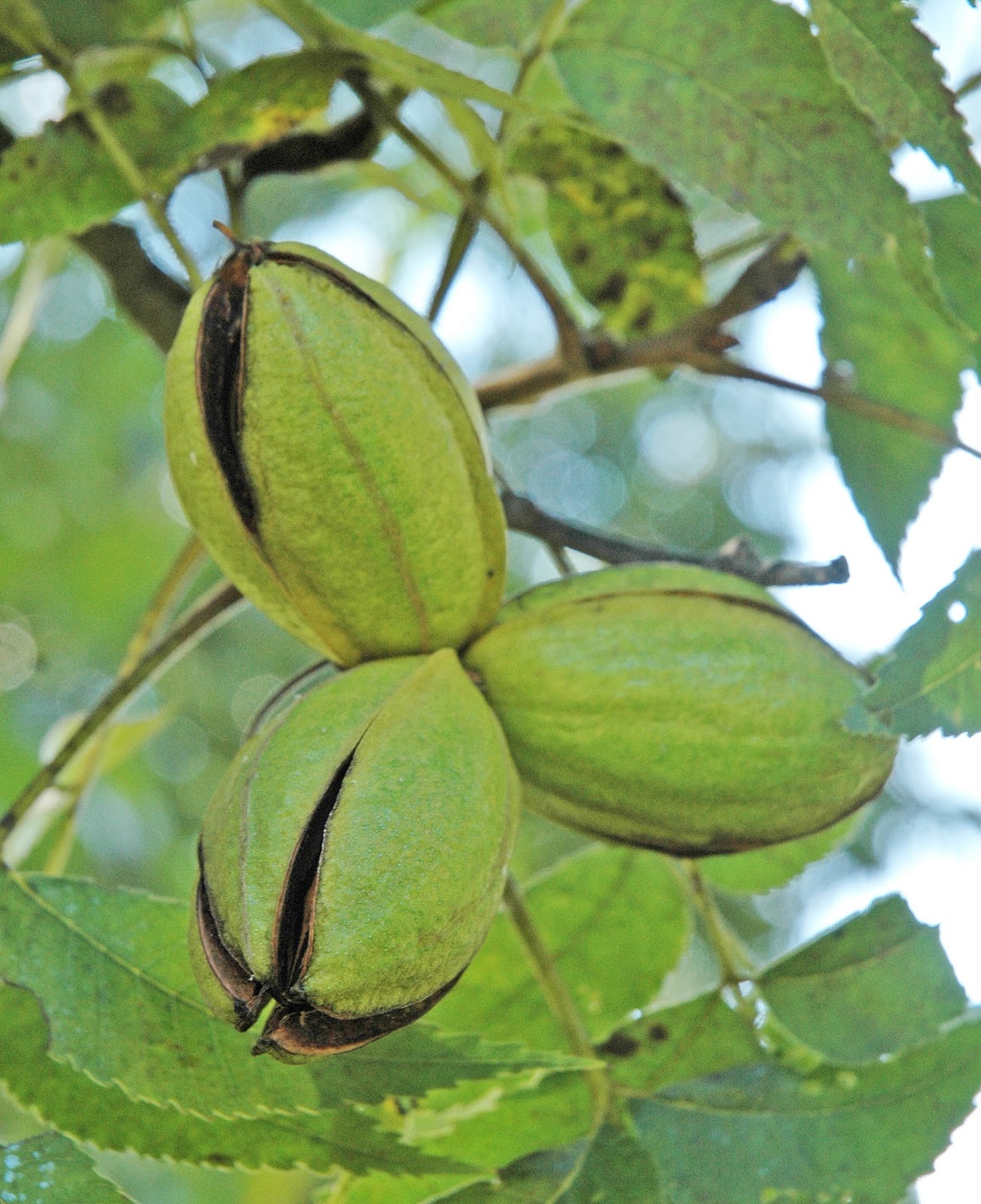 Northern Pecans: More early ripening pecan cultivars