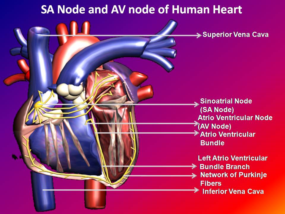 Subhaditya InfoWorld: Human Heart : Unique Pumping Muscle of Human Body