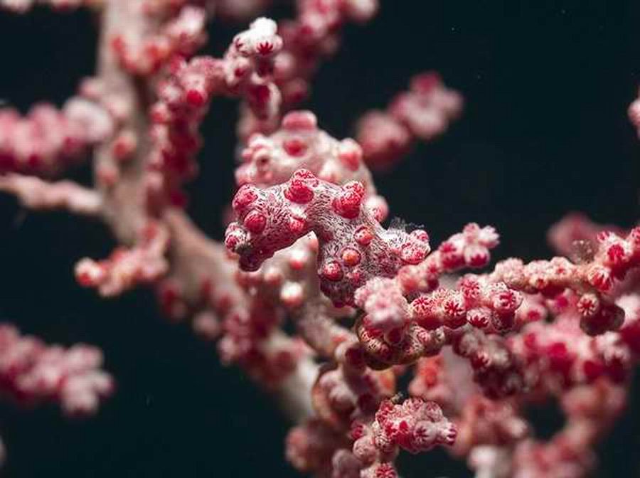 Mes voyages: 29- Croisière "Komodo" sur le Komodo Dancer avec Key Largo ...