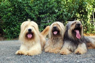 LP DOG: Cães da raça Sapsali, você conhece?