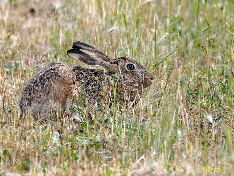 Miguel fotografia: Liebre europea (Lepus europaeus)