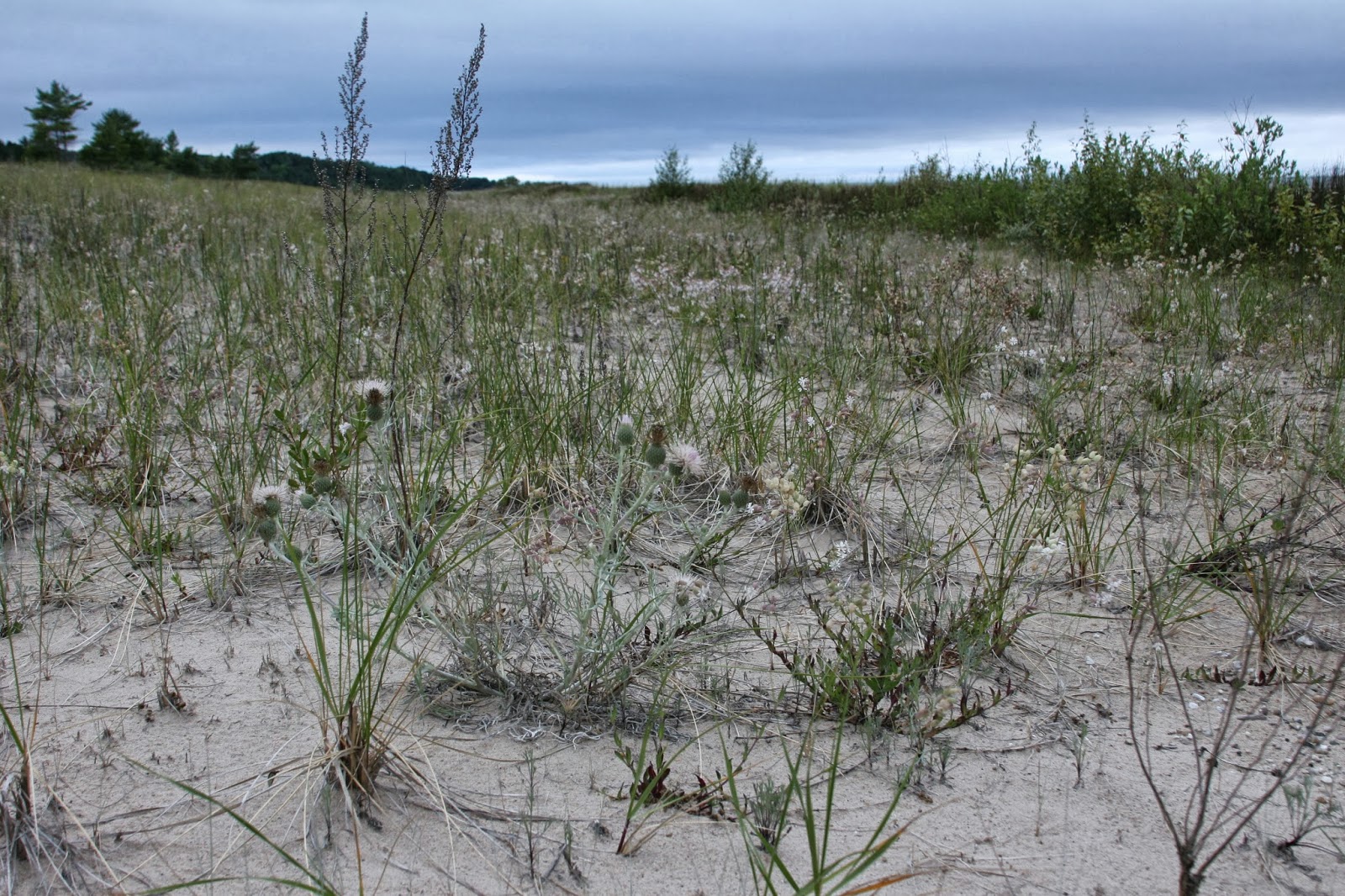 Isabella Conservation District Environmental Education Program: Native ...