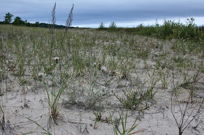 Isabella Conservation District Environmental Education Program: Native ...