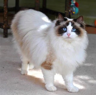 KARAKTERISTIK DAN SIFAT KUCING RAGDOLL | Kucing Hias