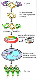 KLONING GEN-GEN TANAMAN DAN MANFAATNYA DALAM PRODUKSI TANAMAN TRANSGENIK - LOGOS