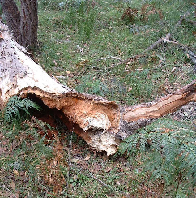 A Woodsrunner's Diary: More on Punk Wood.