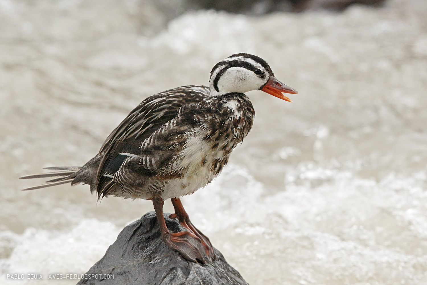 mis fotos de aves: Merganetta armata Pato de Torrente Torrent Duck