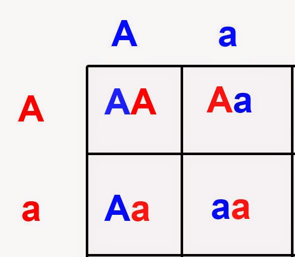 Hill Rise Rabbitry: Working with Two or More Genes