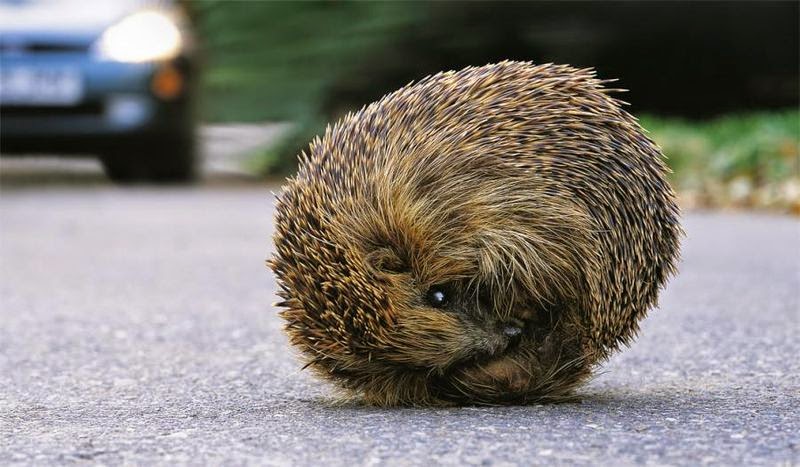Tawşi'nin Dünyası: EVDE KİRPİ BESLEMEK