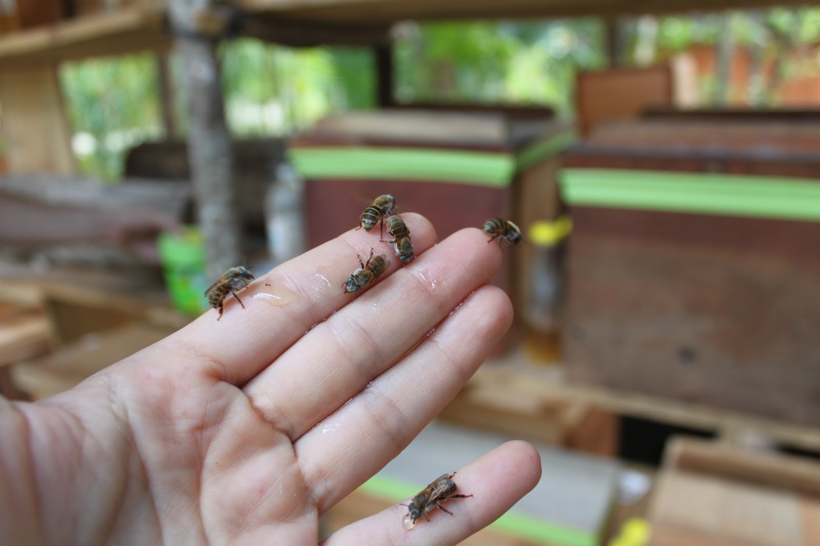 Foodscaping: Melipona Beecheii, the Mayan sting-less bee