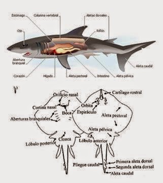 Info animales: PECES CONDRICTIOS, OSTEÍCTIOS Y PETROMIZÓNTIDOS
