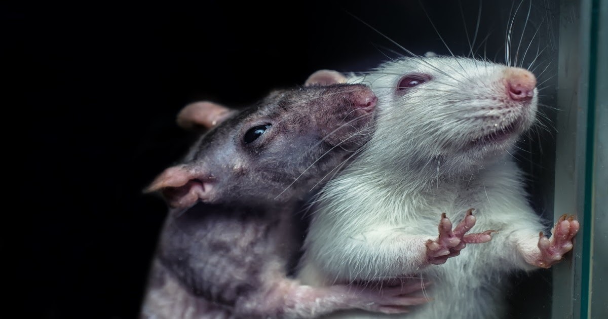 The empathy of rats is very similar to that of humans. I study - Wise ...