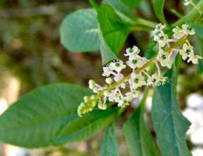 aMéRiCa LaTiNa !!!: La Muña
