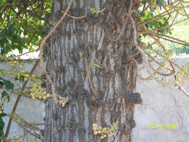 Prakruti -Mother Nature: Nagalingam -Nag-Champe Tree and Flowers