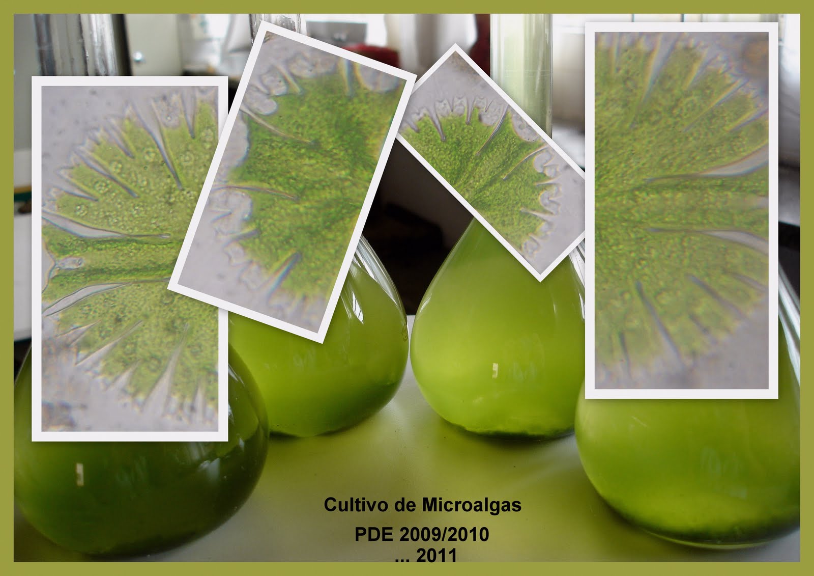 Cultivo de Microalgas em Fotobiorreatores: Cultivo... Microalgas...