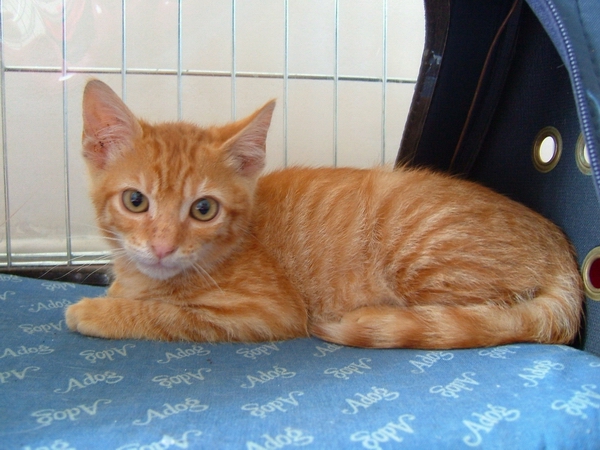 Photo de chat: Galerie d'images de chatons roux