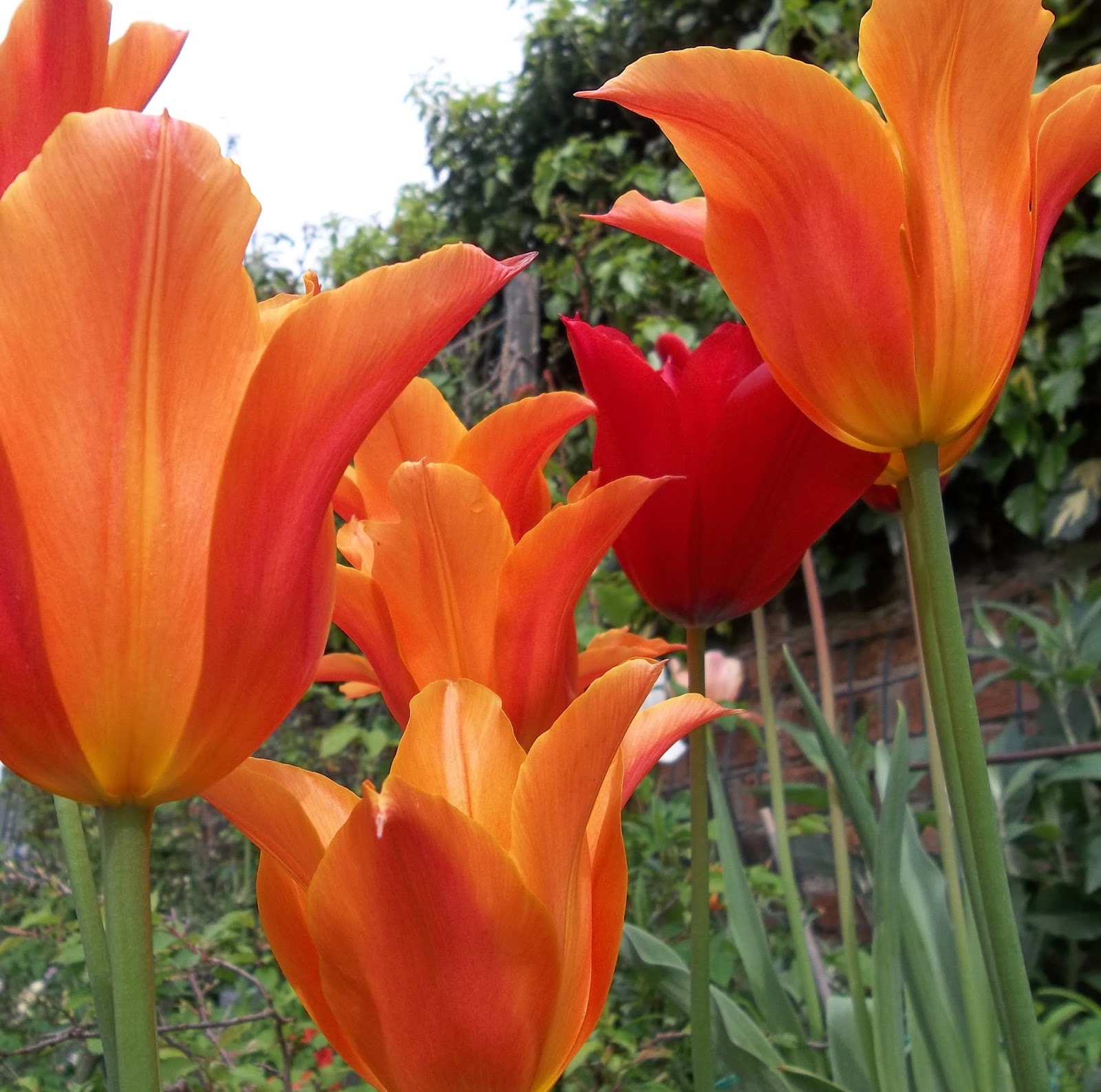 Feltabulous: Tulip planting for Spring