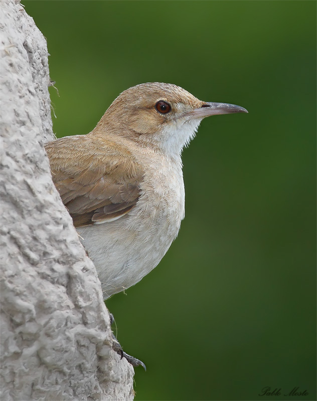 AVES NUESTRAS: HORNERO