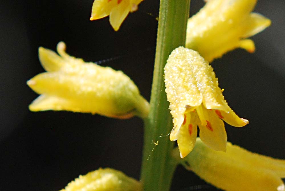 Space Coast Wildflowers: April 2011