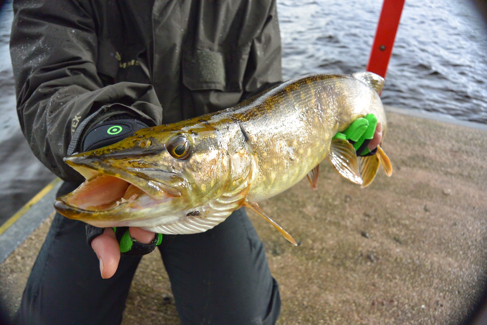 Game Of Lures: Salt water lures for pike