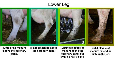 Ag Equipment & TMR Info Center: Getting the score on cow hygiene