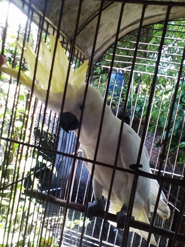 JUAL BURUNG KAKATUA ONLINE : JUAL BURUNG KAKAK TUA