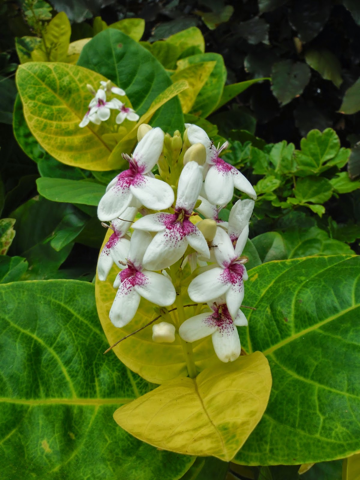 Ramirez Family: RAROTONGA, COOK ISLANDS FLORA AND FAUNA