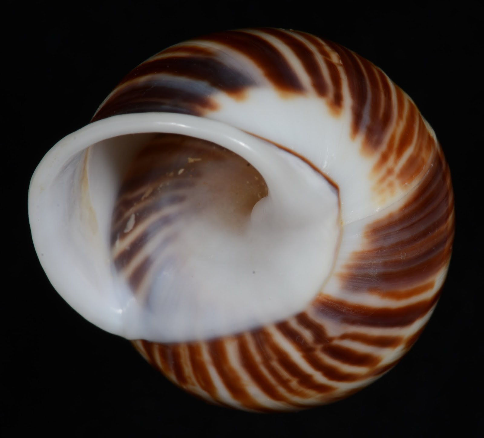 Dr. Lee's Gallery Museum: Amphidromus perversus borneensis 47.25mm