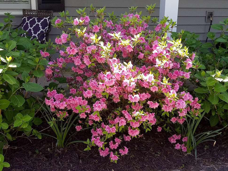 Future Plants by Randy Stewart: Encore Hybrid Azaleas