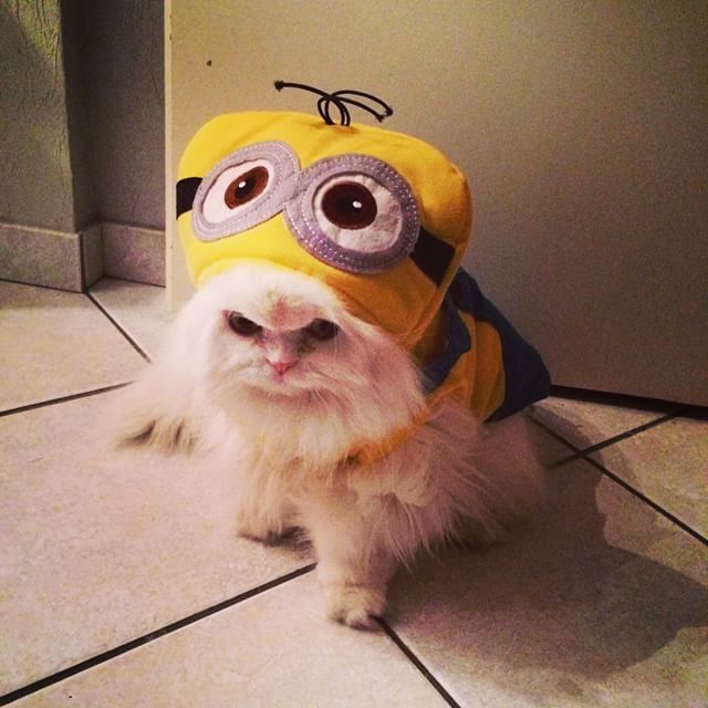 El Blog de los Gatos: Los Minions y los gatos se fusionan!