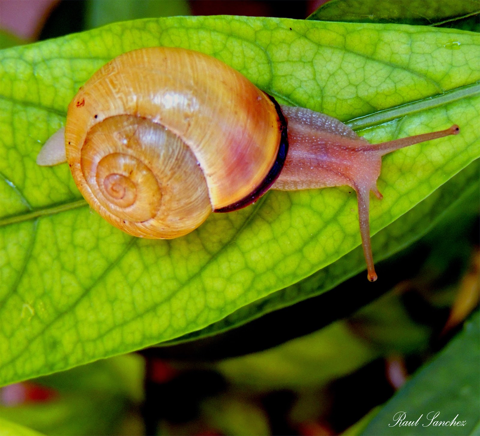 Naturaleza Viva : abril 2014