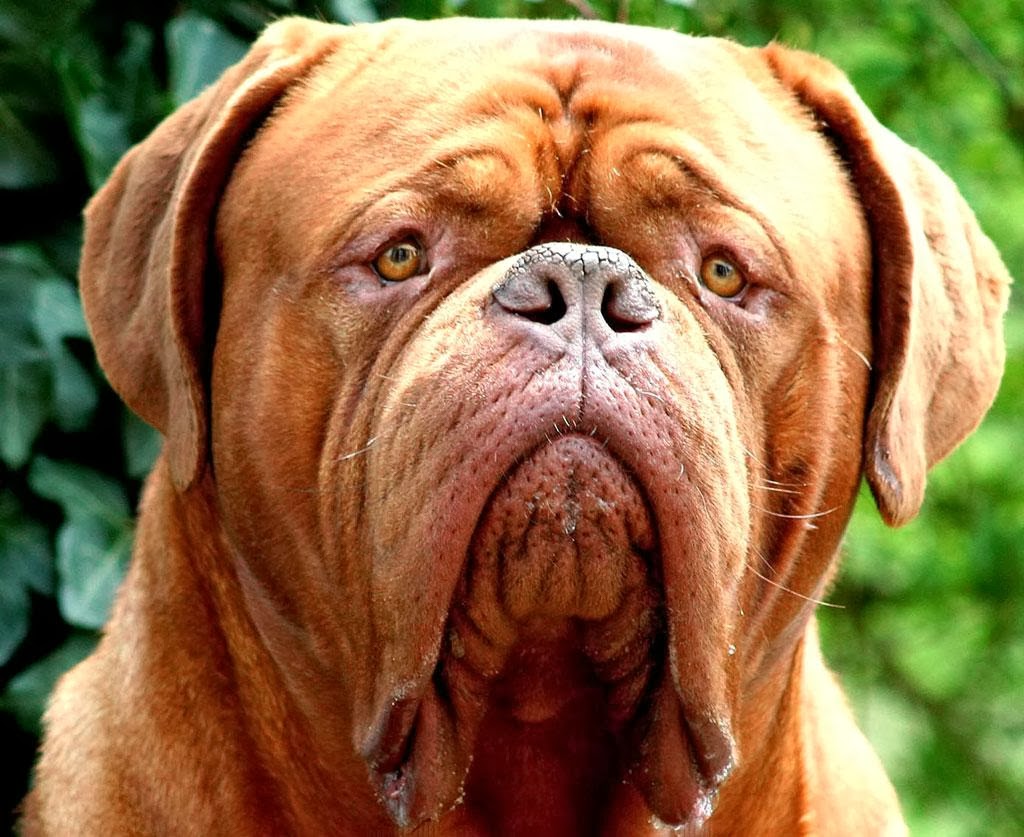 La vida de los peludos