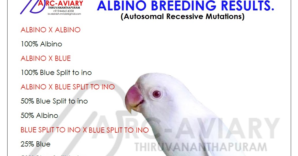 Examples of Albino Breeding Results (Autosomal Recessive Mutations)