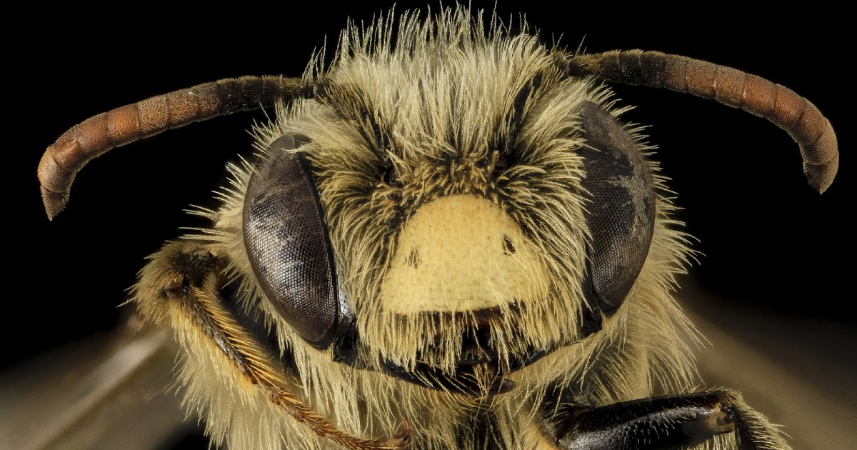 The Lair: 6 Giant Killer Bees Adventure Seeds