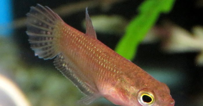 金魚&水族快訊Goldfish & Aquarium Messages: 原生鬥魚-阿娜芭土伊替斯鬥魚(Betta anabatoides)