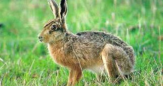 posibilidad de cruzar liebre con un conejo