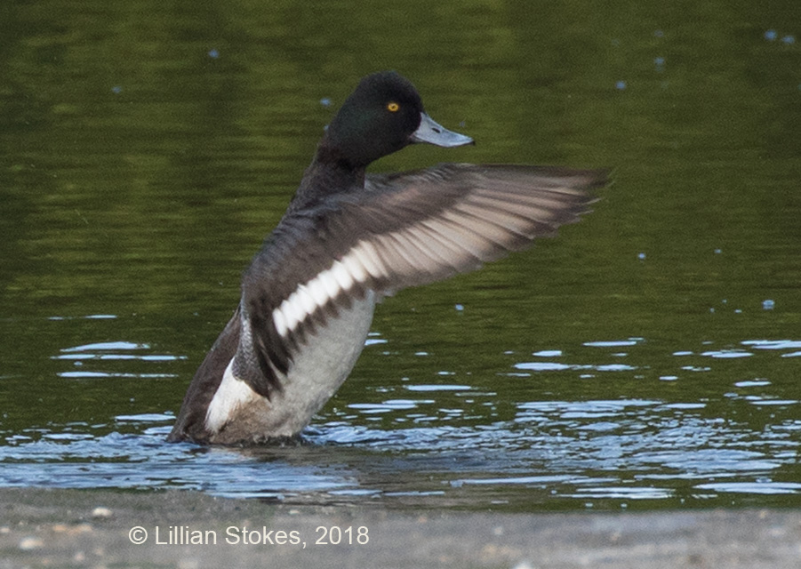 STOKES BIRDING BLOG: Lesser Scaup Identification