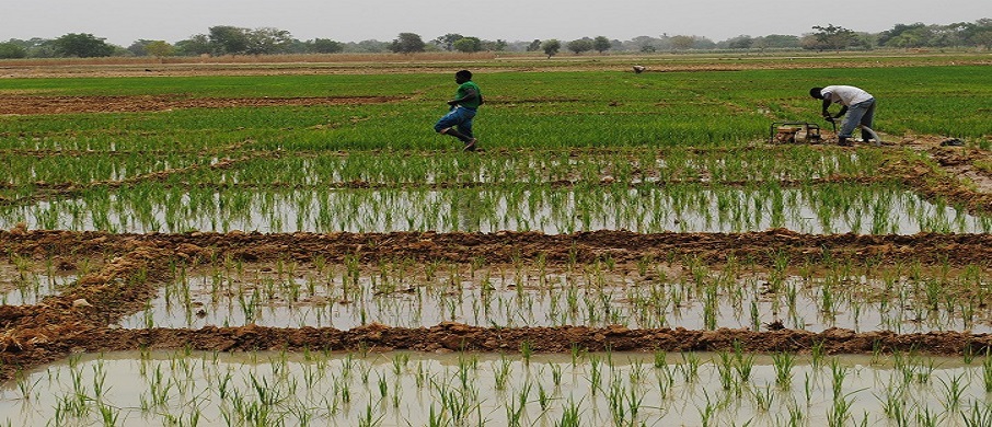 Nigeria Agricultural Information: FADAMA III-AF PROJECT SUPPORTING GRANTS