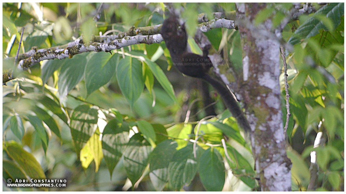 breathing space: Squirrels in the City